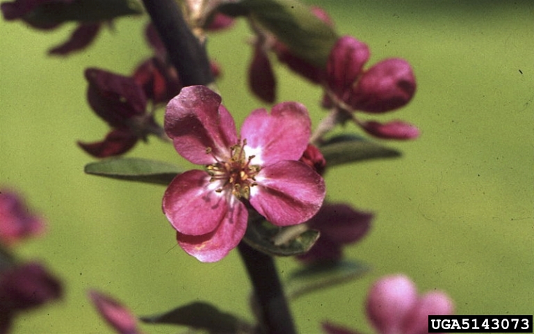 crabapple and apple (Genus Malus)