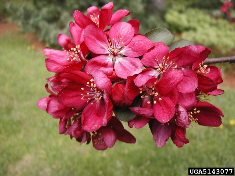 crabapple and apple (Genus Malus)