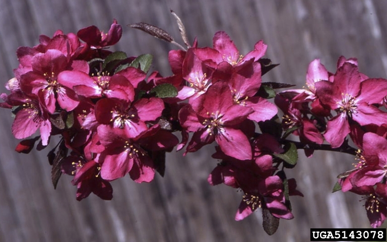 crabapple and apple (Genus Malus P. Mill.)
