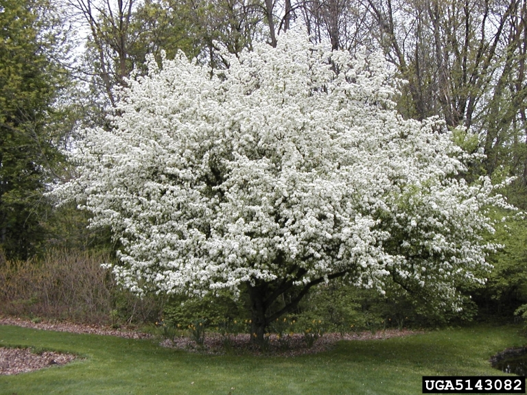crabapple and apple (Genus Malus)