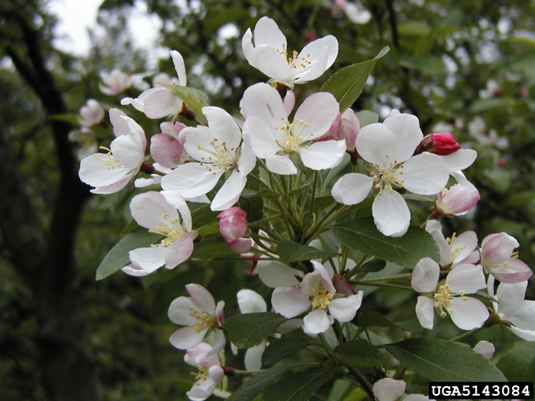crabapple and apple (Genus Malus)