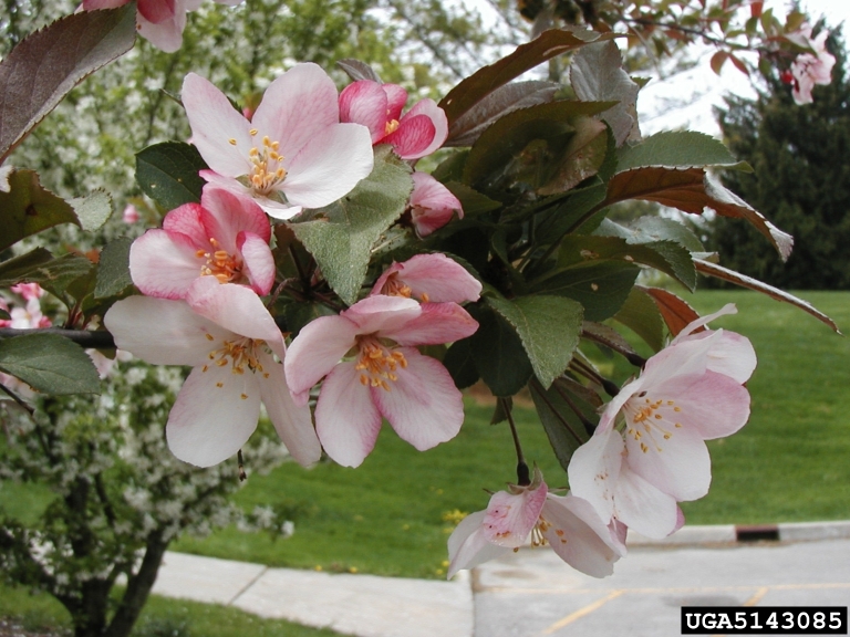 crabapple and apple (Genus Malus)