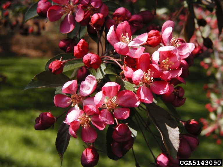 crabapple and apple (Genus Malus)