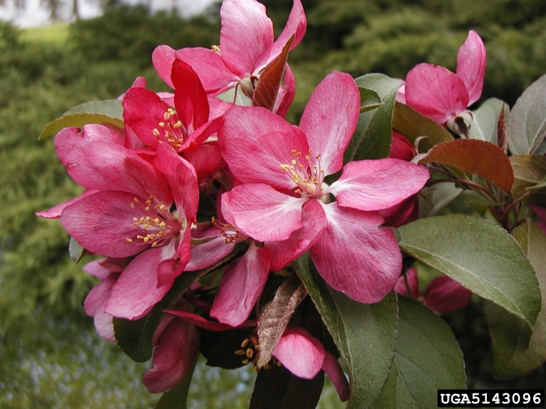crabapple and apple (Genus Malus P. Mill.)