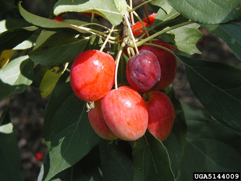 crabapple and apple, Malus spp. (Rosales: Rosaceae) - 5144009