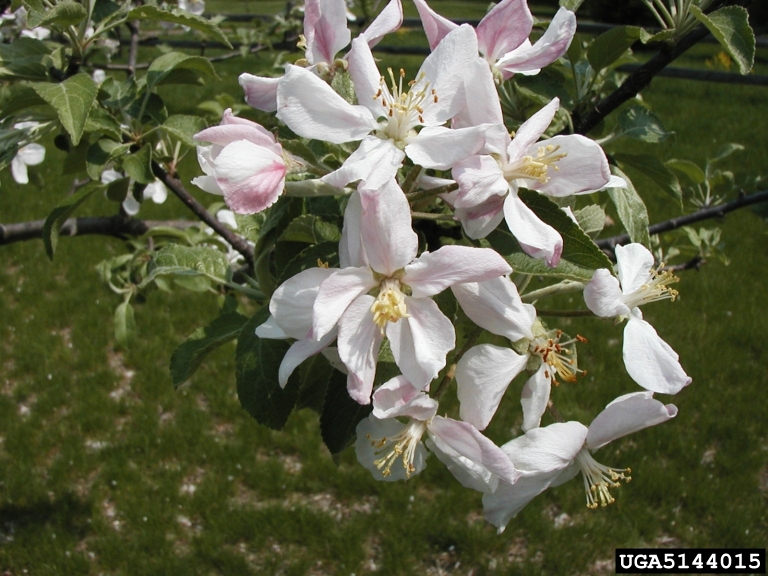 crabapple and apple (Genus Malus P. Mill.)