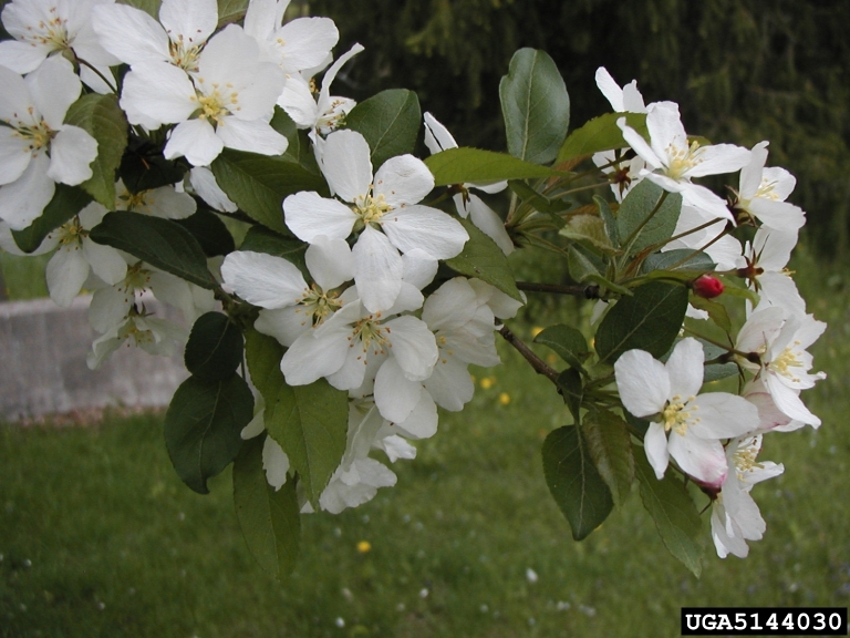 crabapple and apple (Genus Malus)