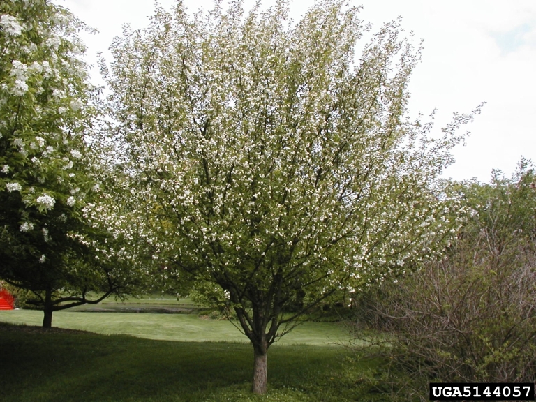 crabapple and apple (Genus Malus)