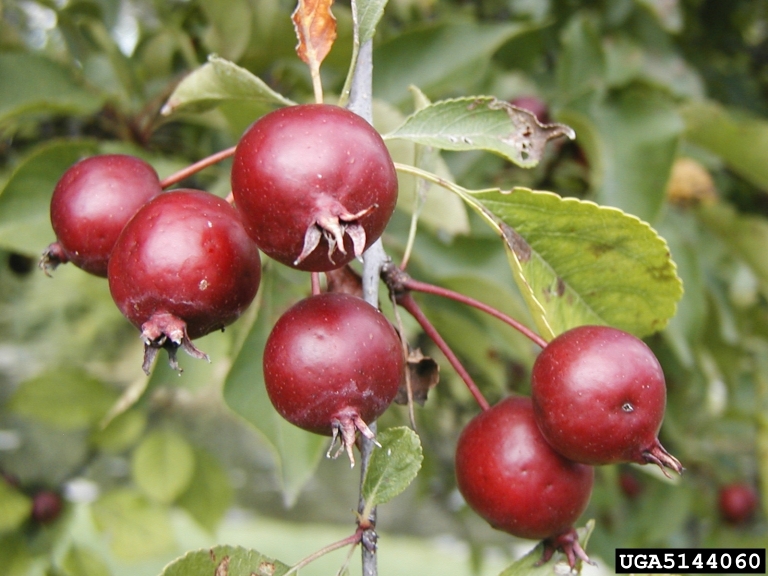 crabapple and apple (Genus Malus)