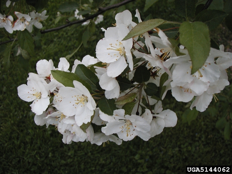 crabapple and apple (Genus Malus P. Mill.)
