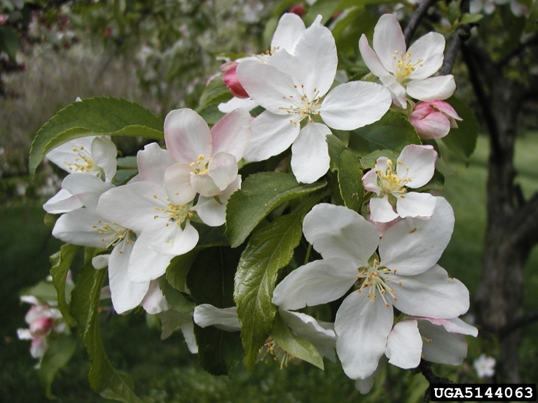 crabapple and apple (Genus Malus)