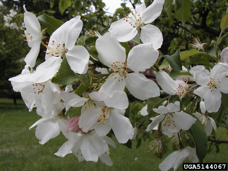 crabapple and apple (Genus Malus)