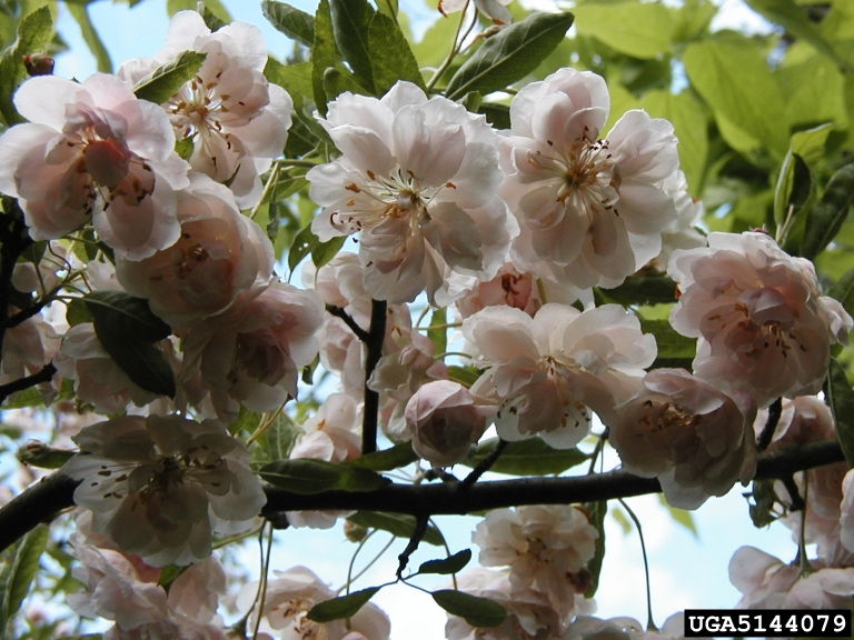 crabapple and apple, Malus spp. (Rosales: Rosaceae) - 5144079