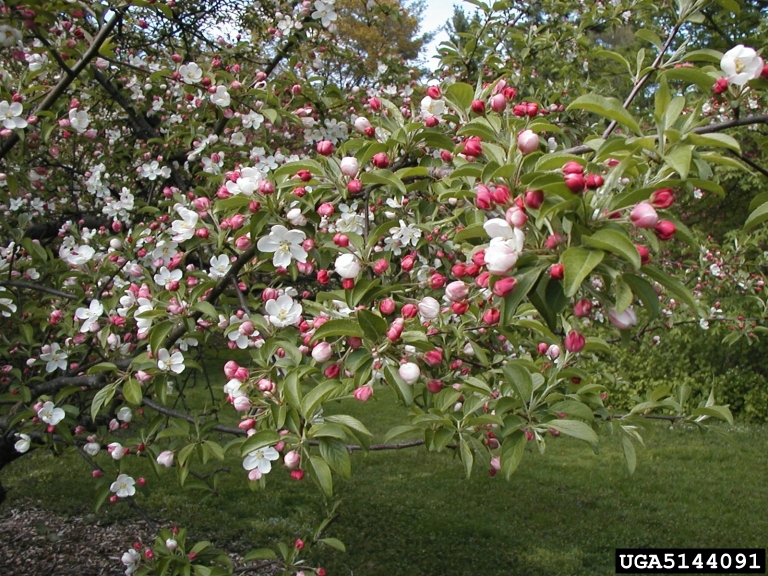 crabapple and apple (Genus Malus)
