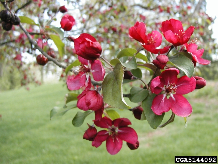 crabapple and apple (Genus Malus)