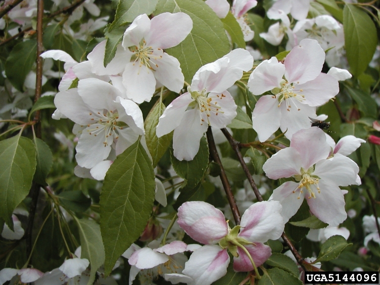 crabapple and apple (Genus Malus P. Mill.)