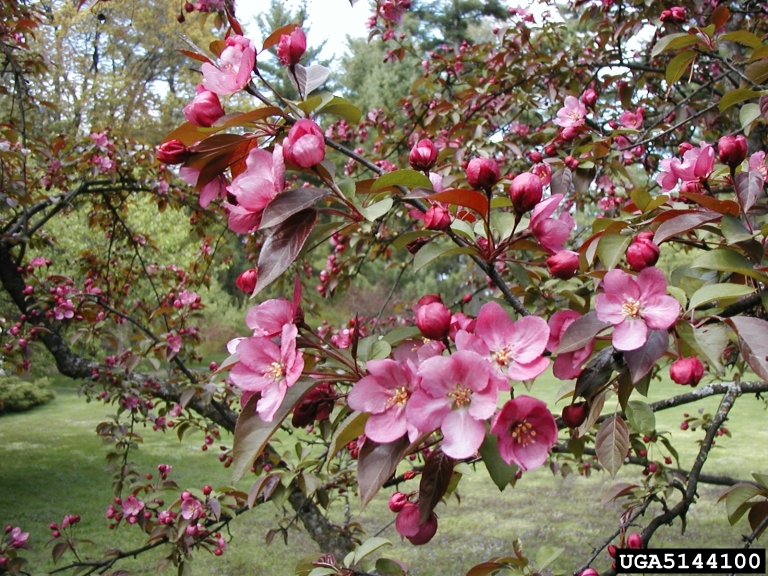 crabapple and apple (Genus Malus)