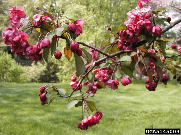crabapple and apple (Genus Malus P. Mill.)