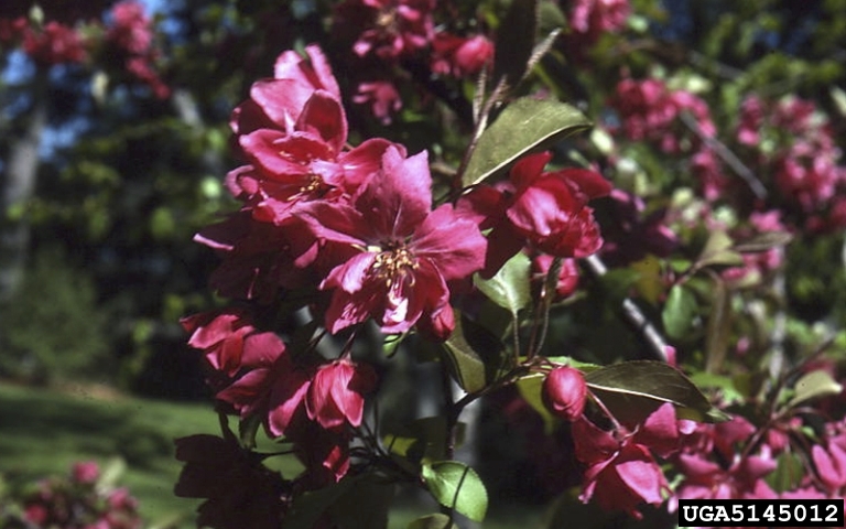 crabapple and apple (Genus Malus)