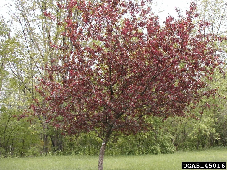 crabapple and apple (Genus Malus)