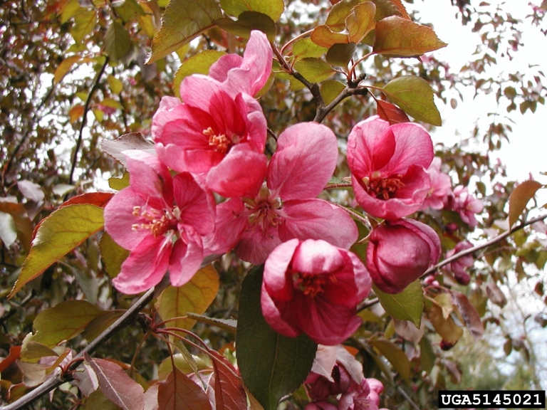 crabapple and apple (Genus Malus)
