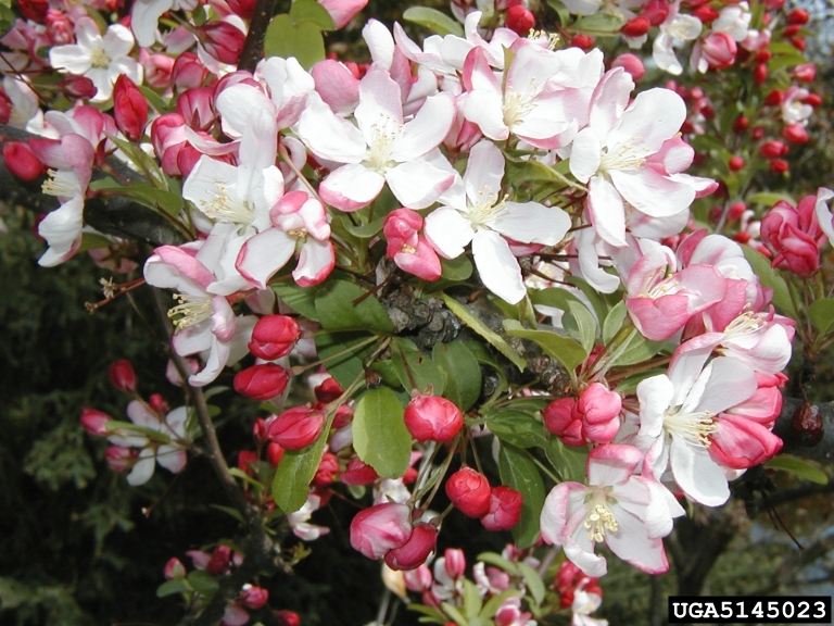 crabapple and apple (Genus Malus)