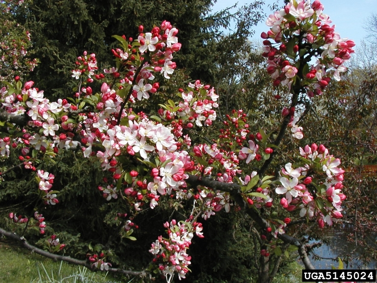 crabapple and apple (Genus Malus)