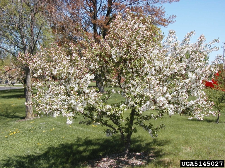 crabapple and apple (Genus Malus)
