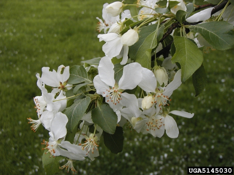 crabapple and apple (Genus Malus)