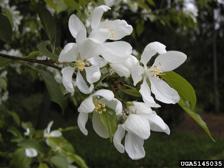 crabapple and apple, Malus spp. (Rosales: Rosaceae) - 5145035