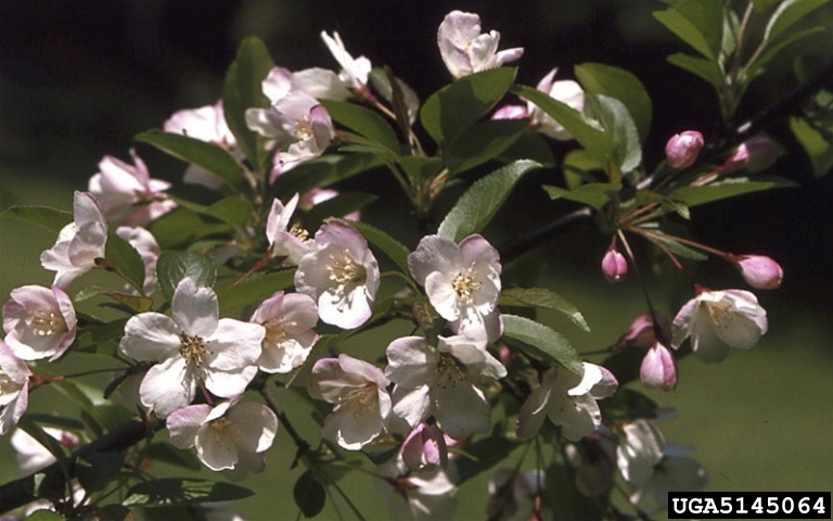 Chinese crab apple (Malus hupehensis)