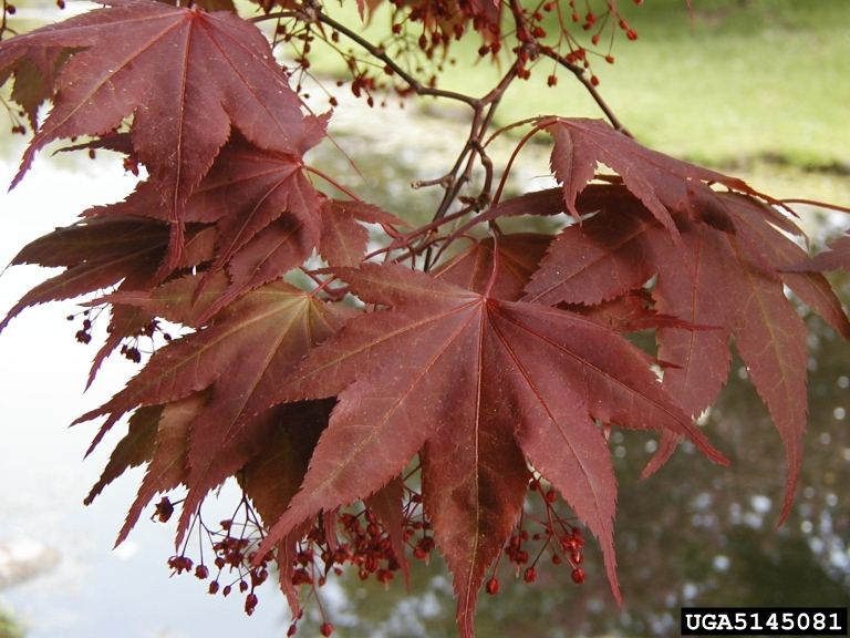 Japanese maple (Acer palmatum)