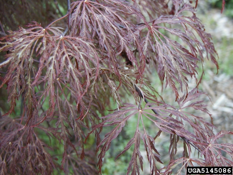 Japanese maple (Acer palmatum Thunb.)