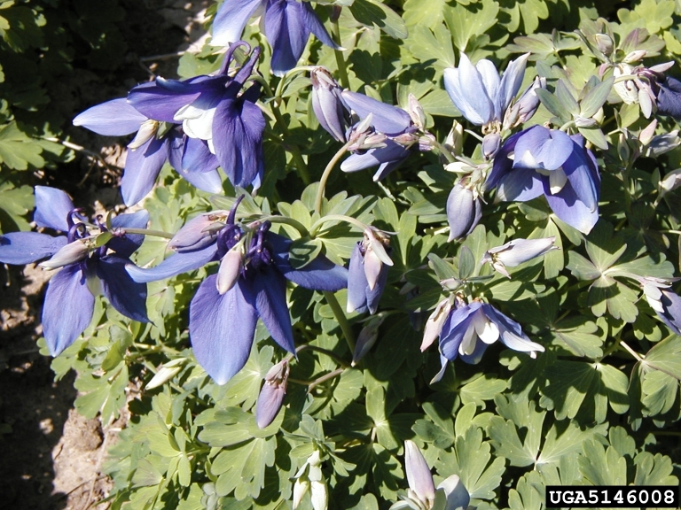 columbine (Genus Aquilegia)