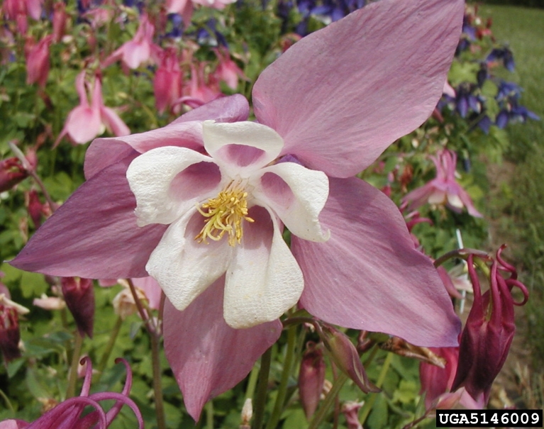 columbine (Genus Aquilegia)