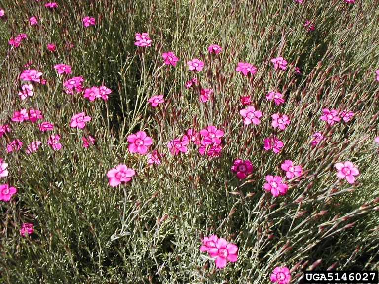 maiden pink (Dianthus deltoides)