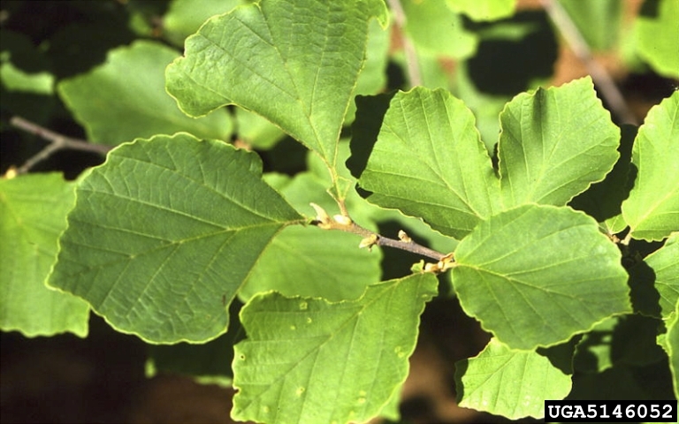 Chinese witch-hazel, Hamamelis mollis (Hamamelidales: Hamamelidaceae ...