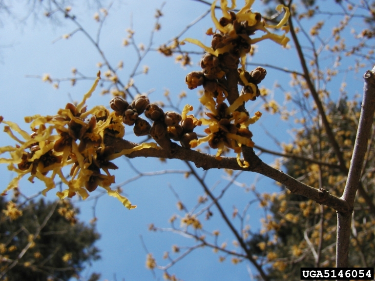 witch-hazel, Hamamelis x intermedia (Hamamelidales: Hamamelidaceae ...