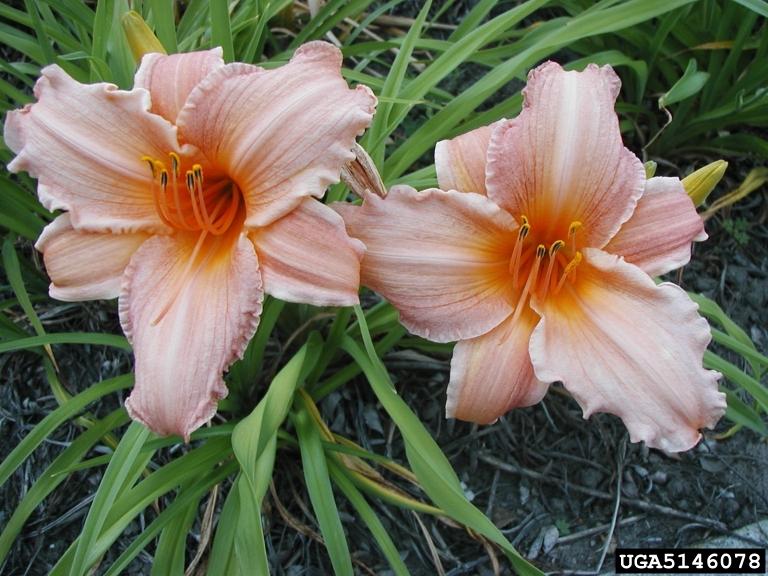 daylily (Genus Hemerocallis)