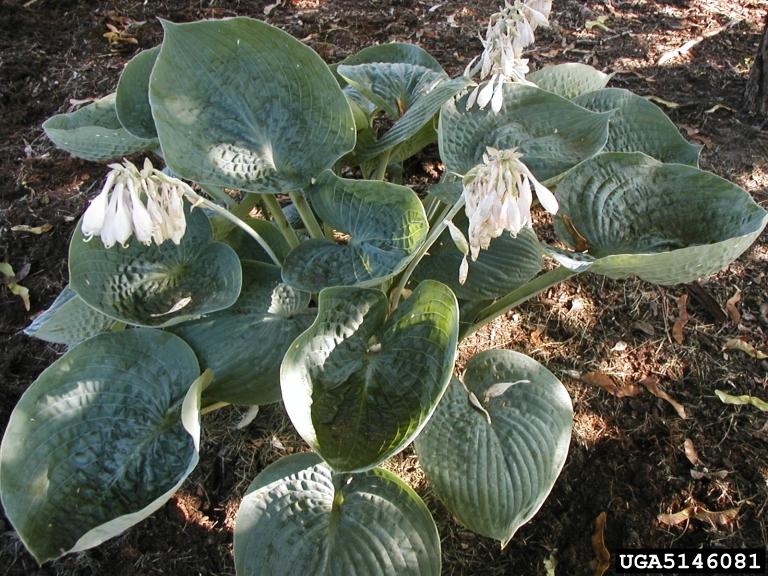 hosta (Genus Hosta Tratt.)