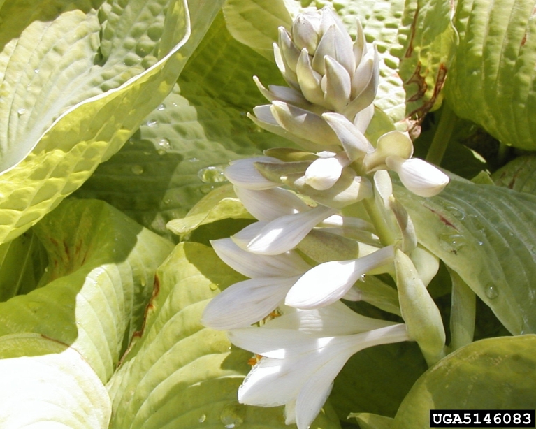 hosta (Genus Hosta)