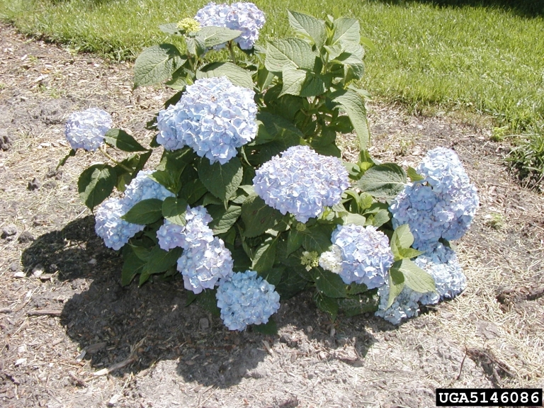 bigleaf hydrangea (Hydrangea macrophylla L.)