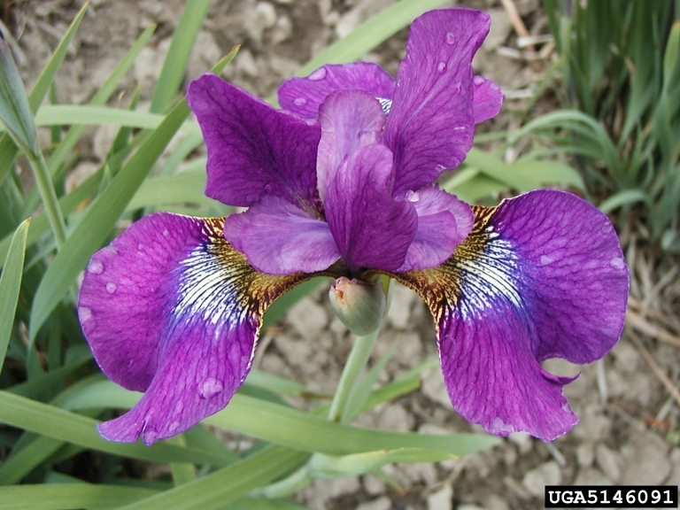 Siberian iris (Iris sibirica L.)