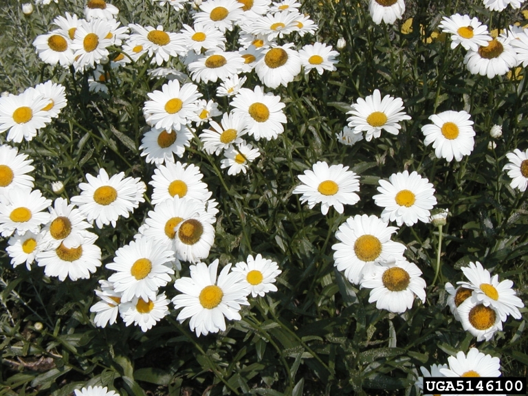 Shasta daisy (Leucanthemum x superbum Berg. ex Kent. [maximum × lacustre])