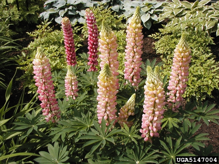 lupine (Genus Lupinus L.)