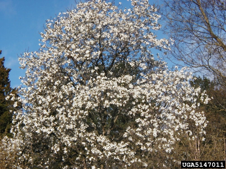Loebner's magnolia (Magnolia x loebneri)