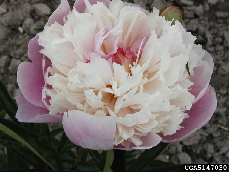 peony (Genus Paeonia L.)