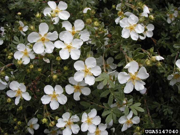 shrubby cinquefoil (Dasiphora fruticosa (L.) Rydb.)