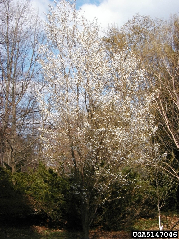 plum/cherry (Genus Prunus L.)