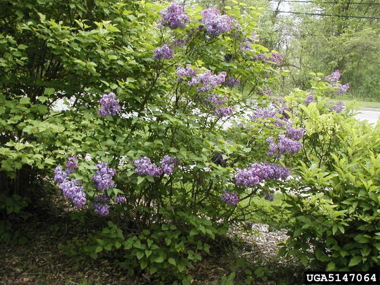 lilac (Syringa x hyacinthiflora Rehder [oblata × vulgaris])